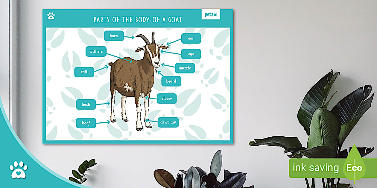 Parts of the Body of a Goat - Goat Anatomy Poster - Pets