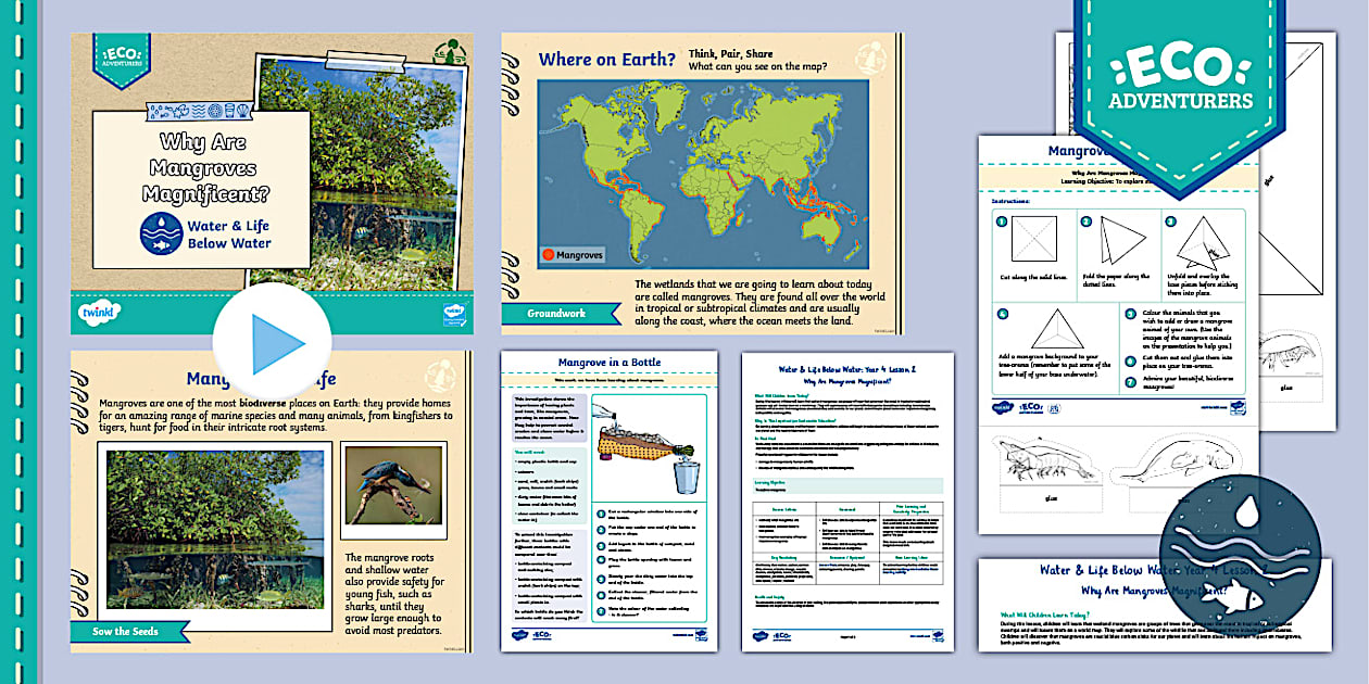 Year 4 Water: Lesson 2 - Why Are Mangroves Magnificent?