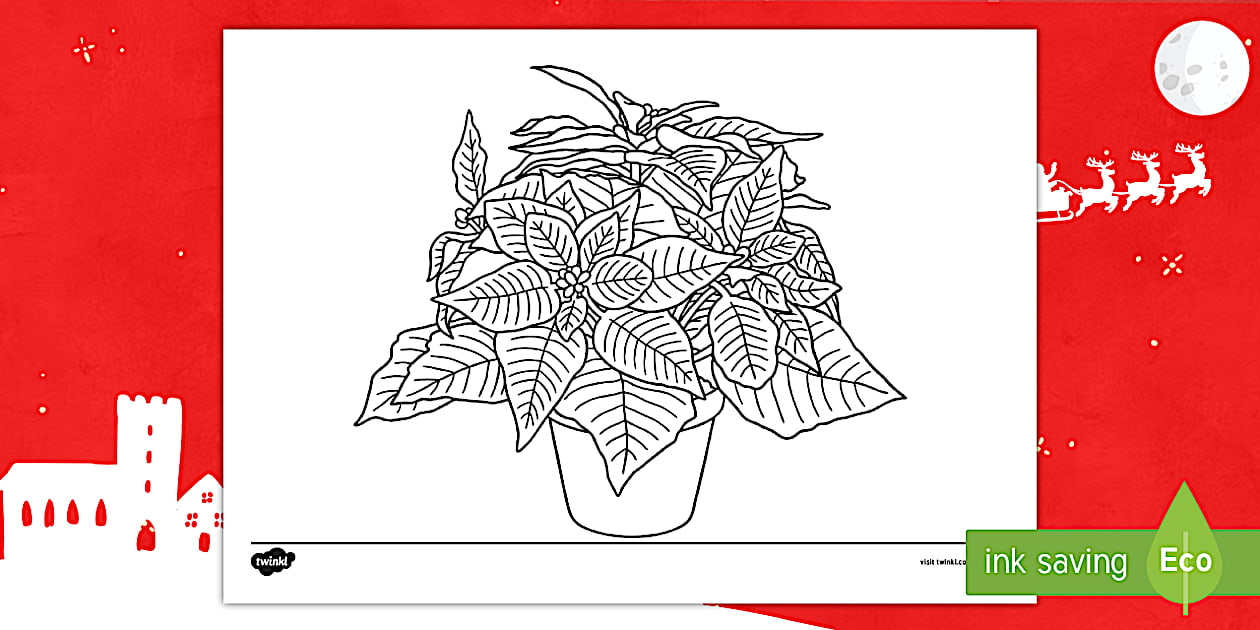 KS1 Poinsettia Colouring Worksheet / Worksheet - Twinkl