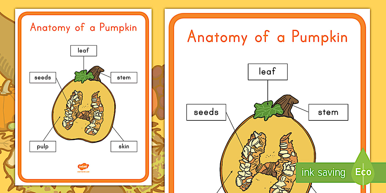 Pumpkin Anatomy Poster | Printable Fall Resource | Twinkl