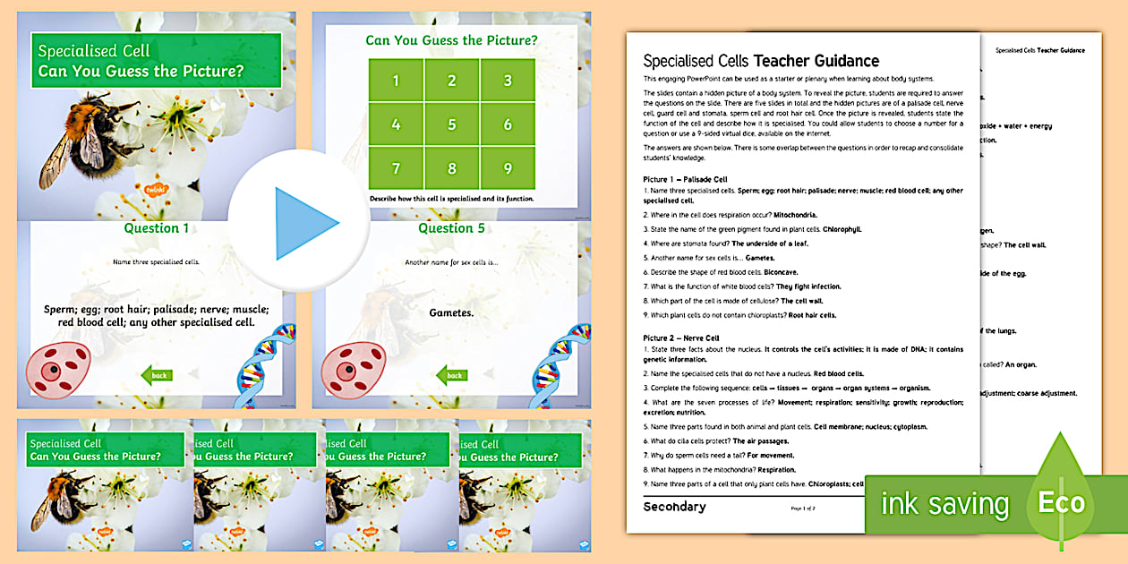 Specialised Cells Quick Quiz (teacher made) - Twinkl