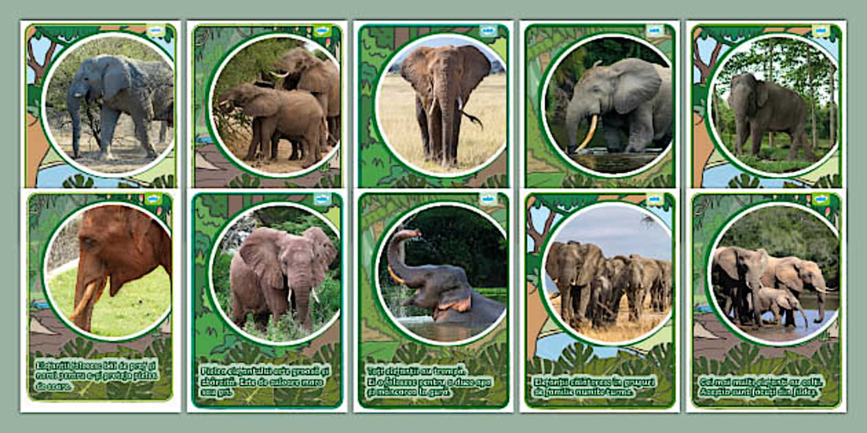 Elefanții – Planșe informative (teacher made) - Twinkl