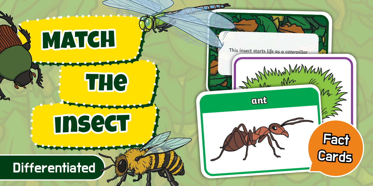 Twinkl Australia Differentiated Insect Fact Cards for Insect Week and ...