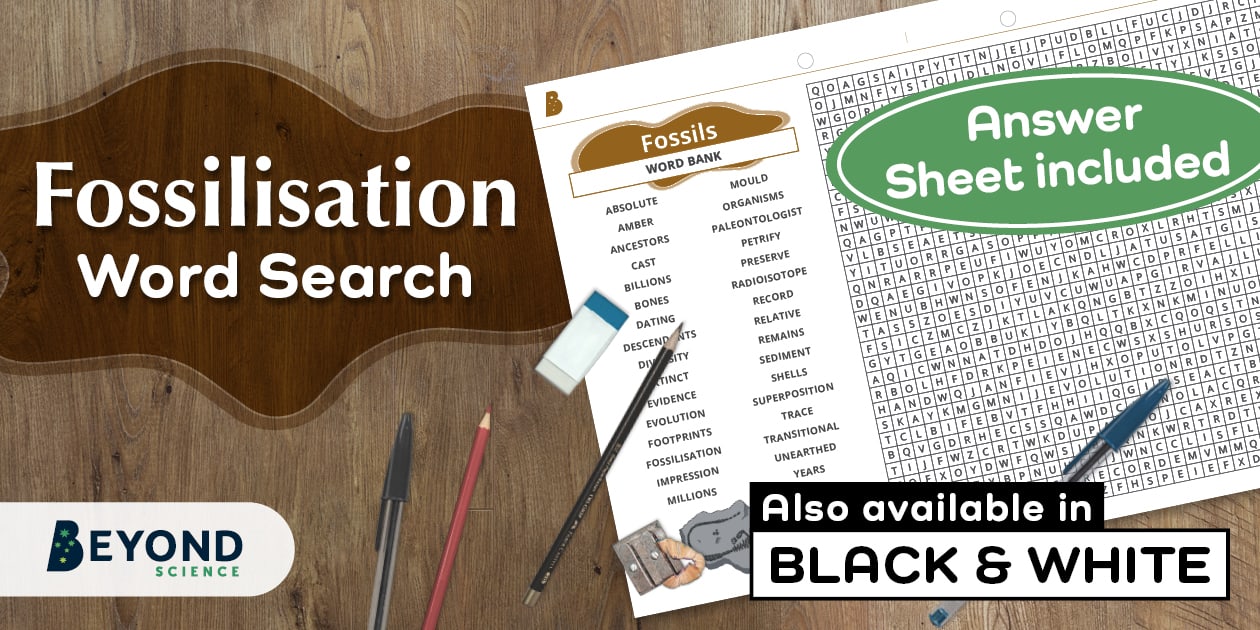 Fossils Word Search Activity