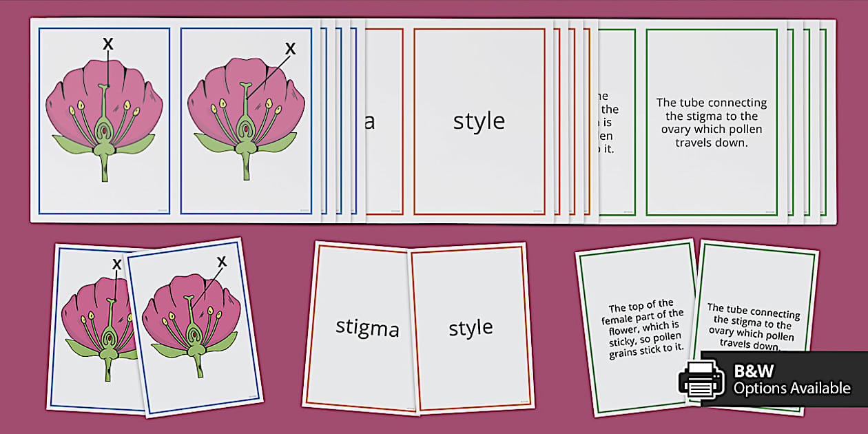 Parts of a Flower Find a Friend (teacher made) - Twinkl