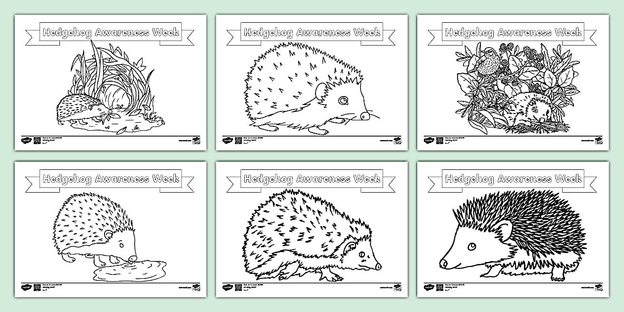 Hedgehog Awareness Week Colouring Pages (teacher made)