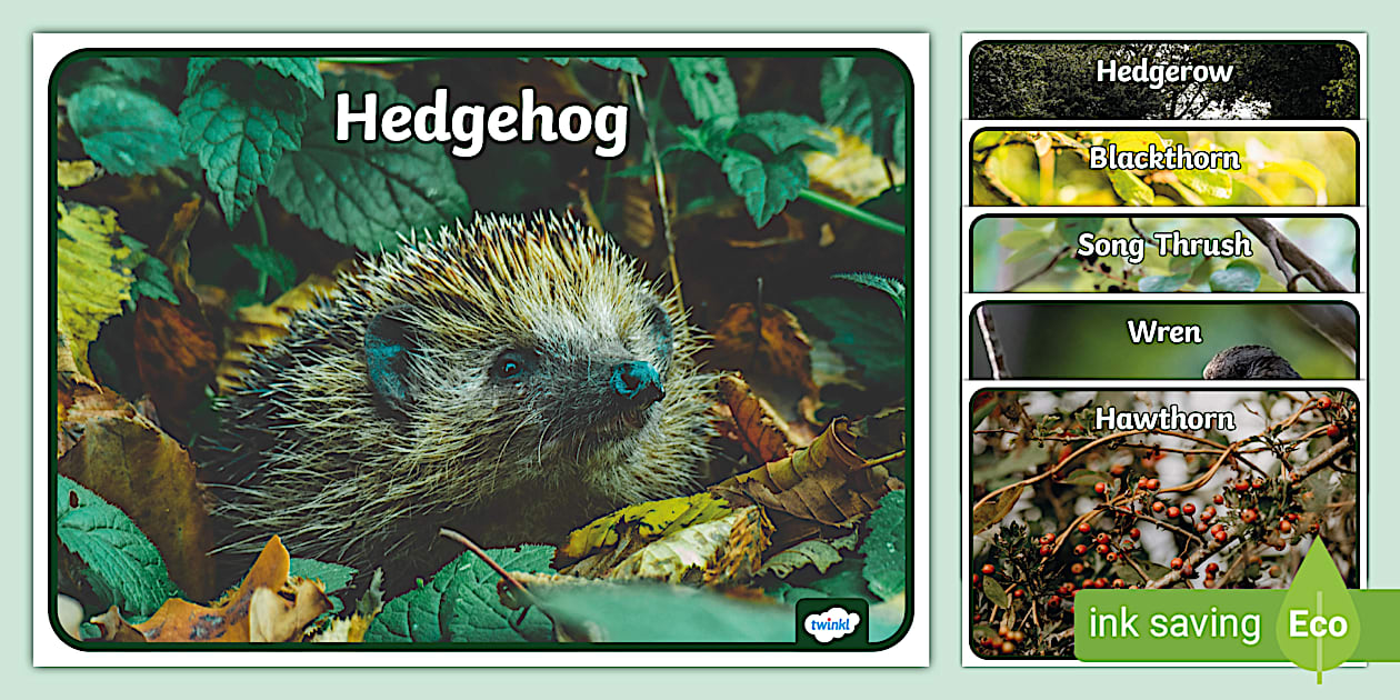 Hedgerow Photo Pack Junior/Senior Infants - Twinkl