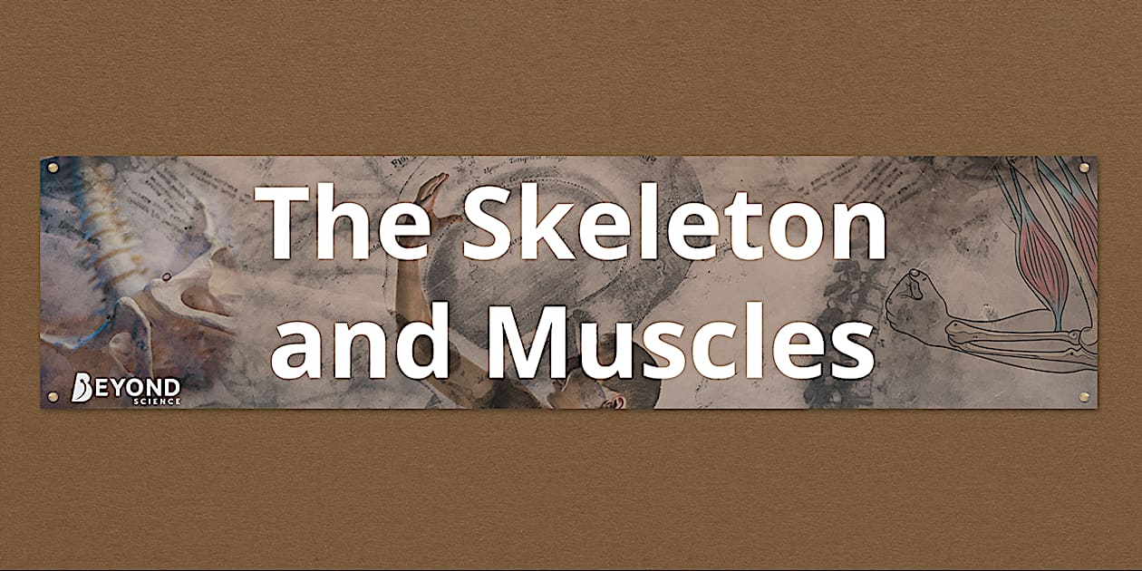 The Skeletal and Muscular Systems Display Banner - Twinkl