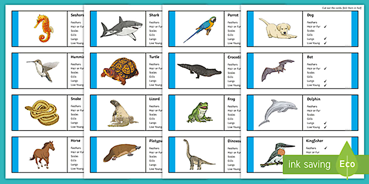 Editable Classification of Vertebrates Animal Cards - Twinkl