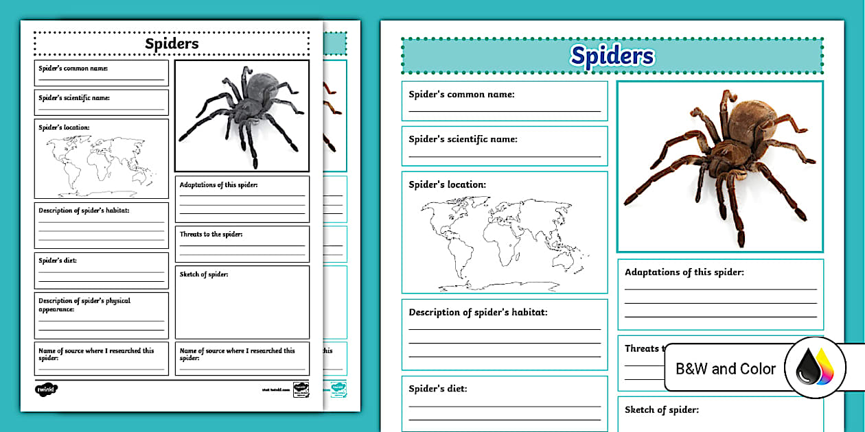 Spiders Research and Write Worksheet for 3rd-5th Grade