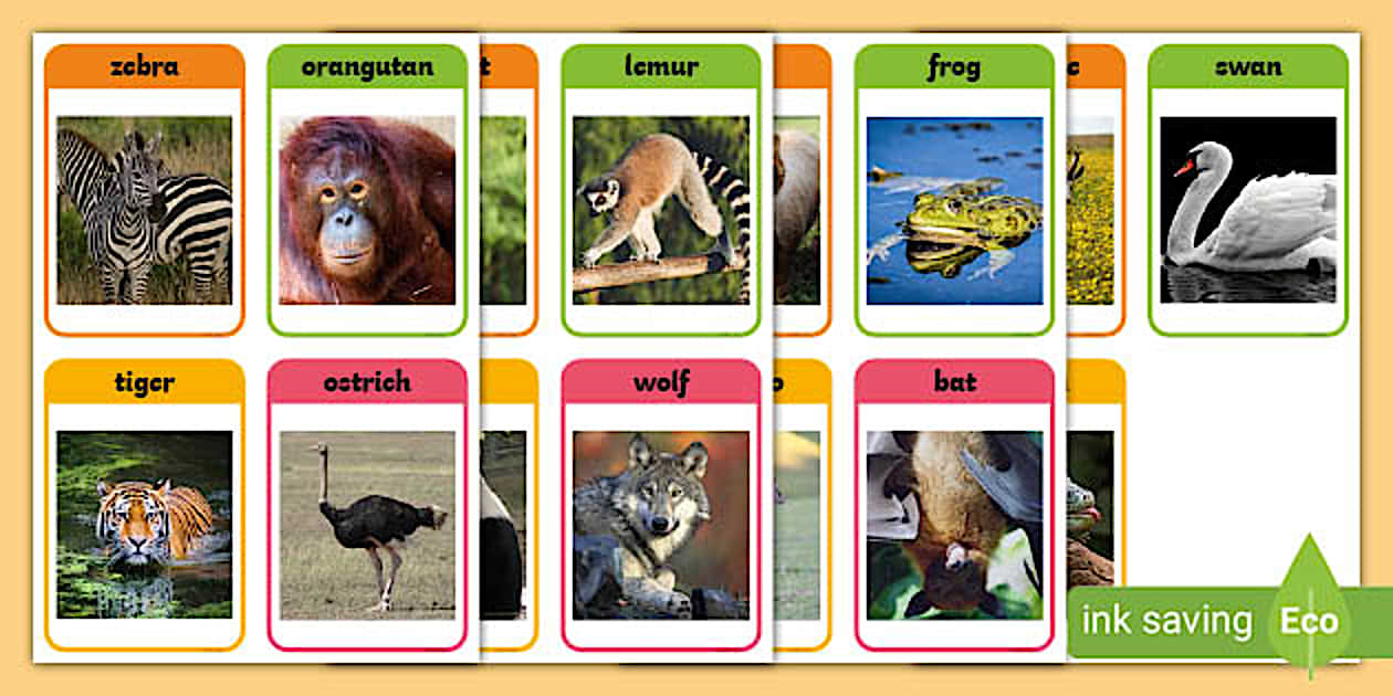 Animal Photo Cards (teacher made) - Twinkl