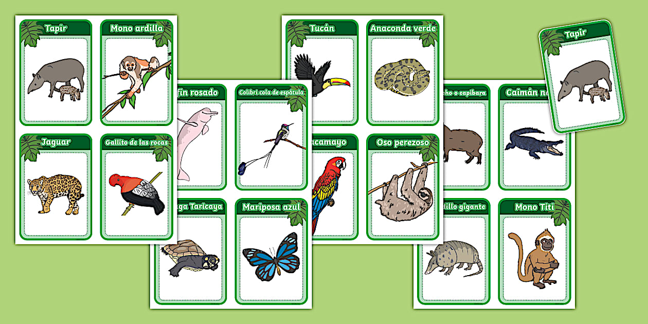 Tarjetas educativas: Los animales de la selva (Perú)