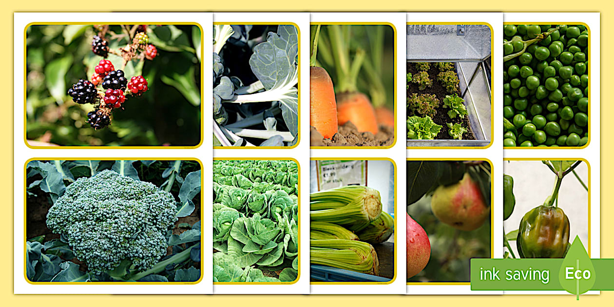 Growing Fruit and Vegetables Photo Cards Photo Pack - Twinkl