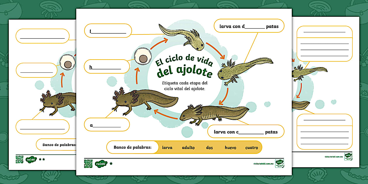 El ciclo de vida del ajolote - actividad - Twinkl