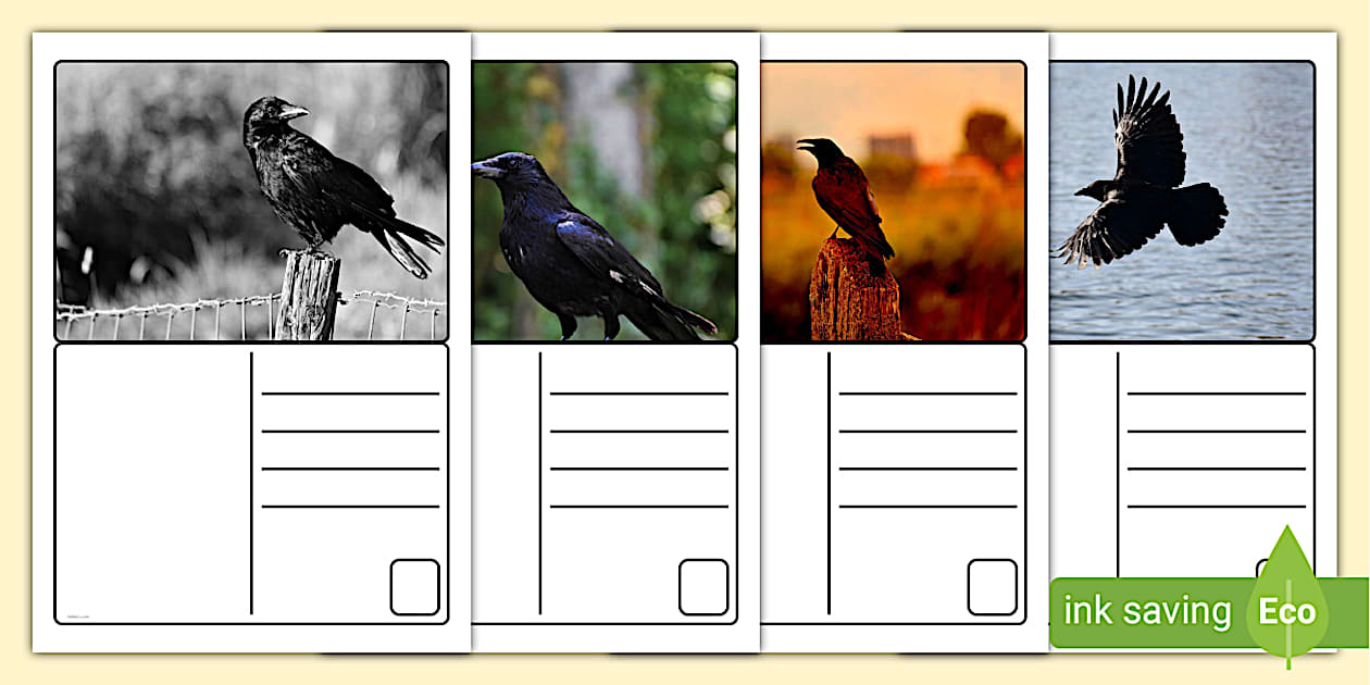 Crow Postcards | Birds | Postcards | Twinkl | KS1 | KS2