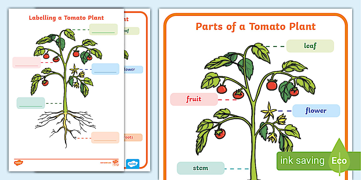 Parts of a Tomato Plant - KS1 - Science (teacher made)