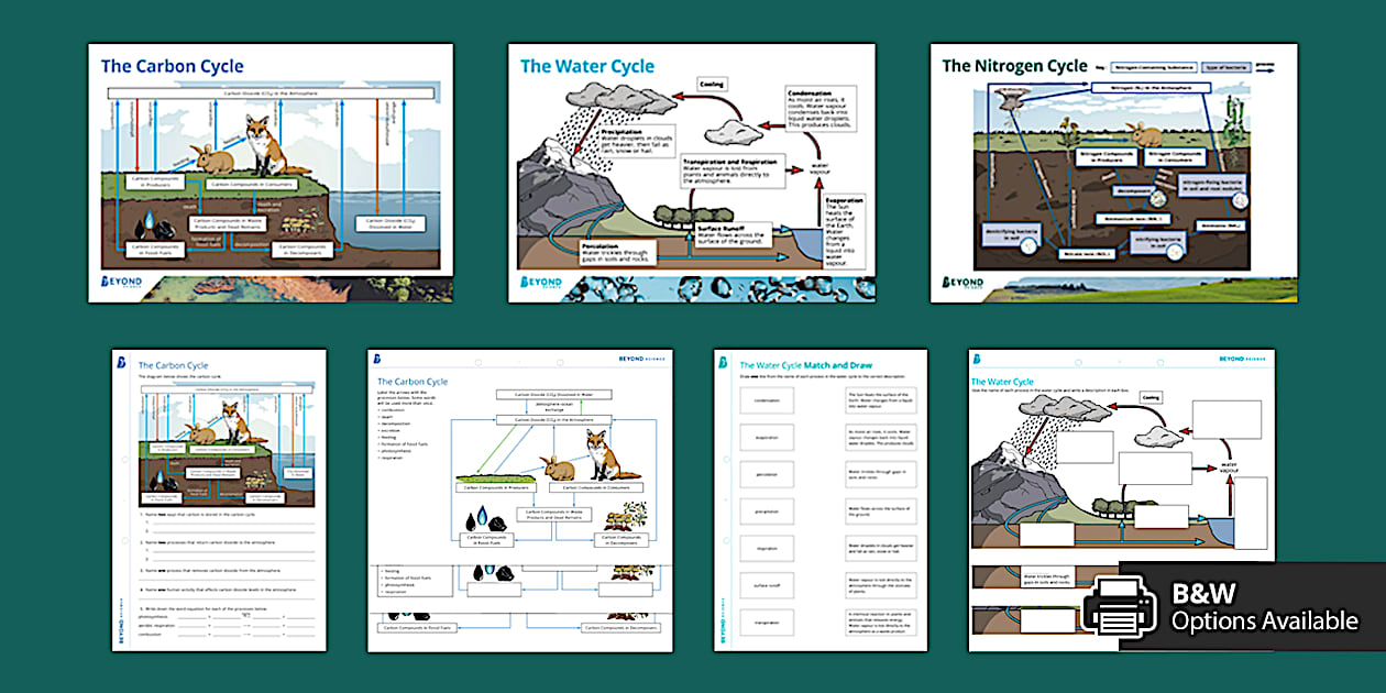 British Science Week: Connections within Cycles in Ecosystems Resource Pack