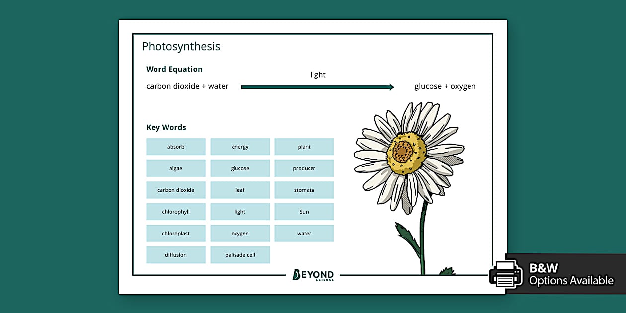 Photosynthesis Word Mat | Twinkl Science (teacher made)