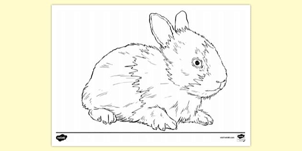 Rabbit Colouring Sheet | Colouring Sheets (teacher made)