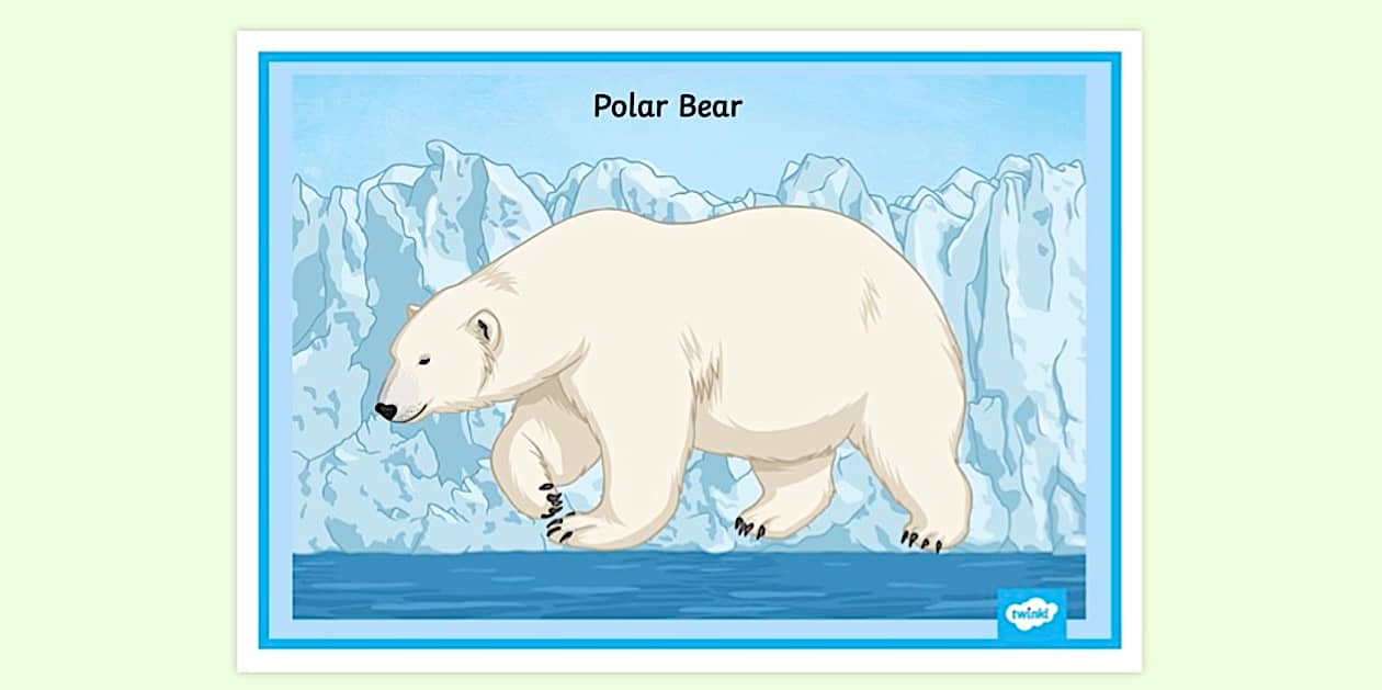 Polar Bear Poster | EYFS & KS1 Primary Resources | Twinkl