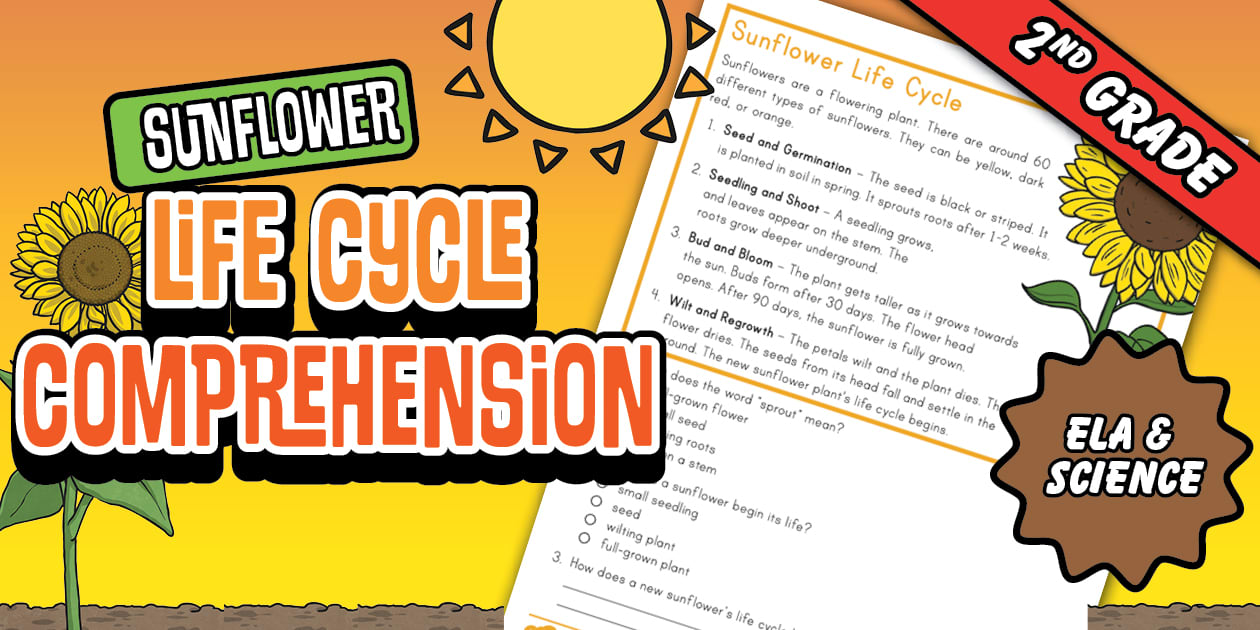 Second Grade Sunflower Life Cycle Reading Passage Comprehension Worksheet
