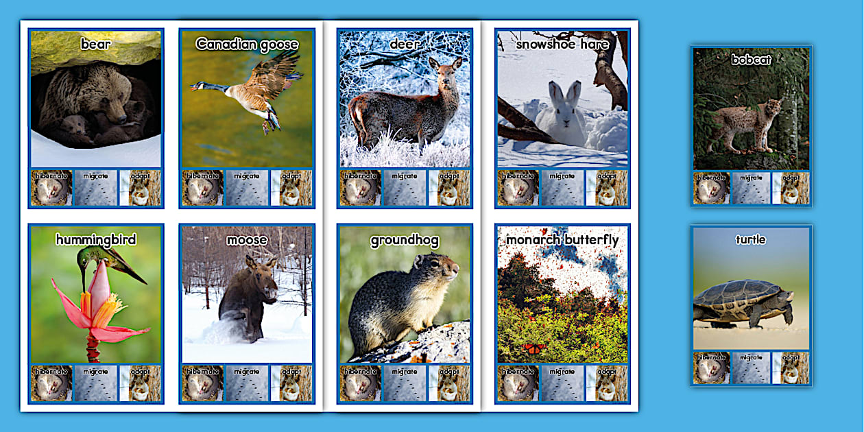 Animals in Winter Photo Matching Clip Cards (teacher made)