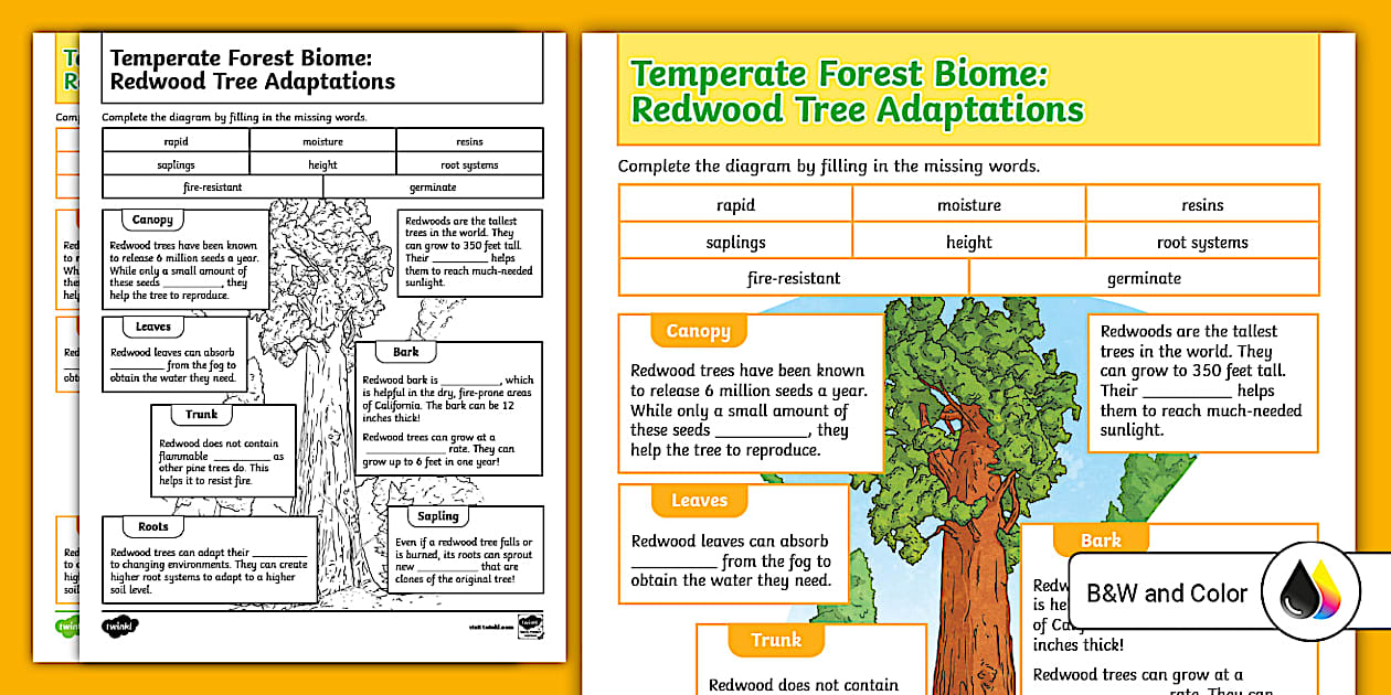 Temperate Forest Biome Redwood Tree Adaptations Worksheet