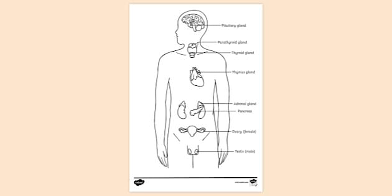 Internal Organs Colouring Page - Colouring - KS1 - Twinkl