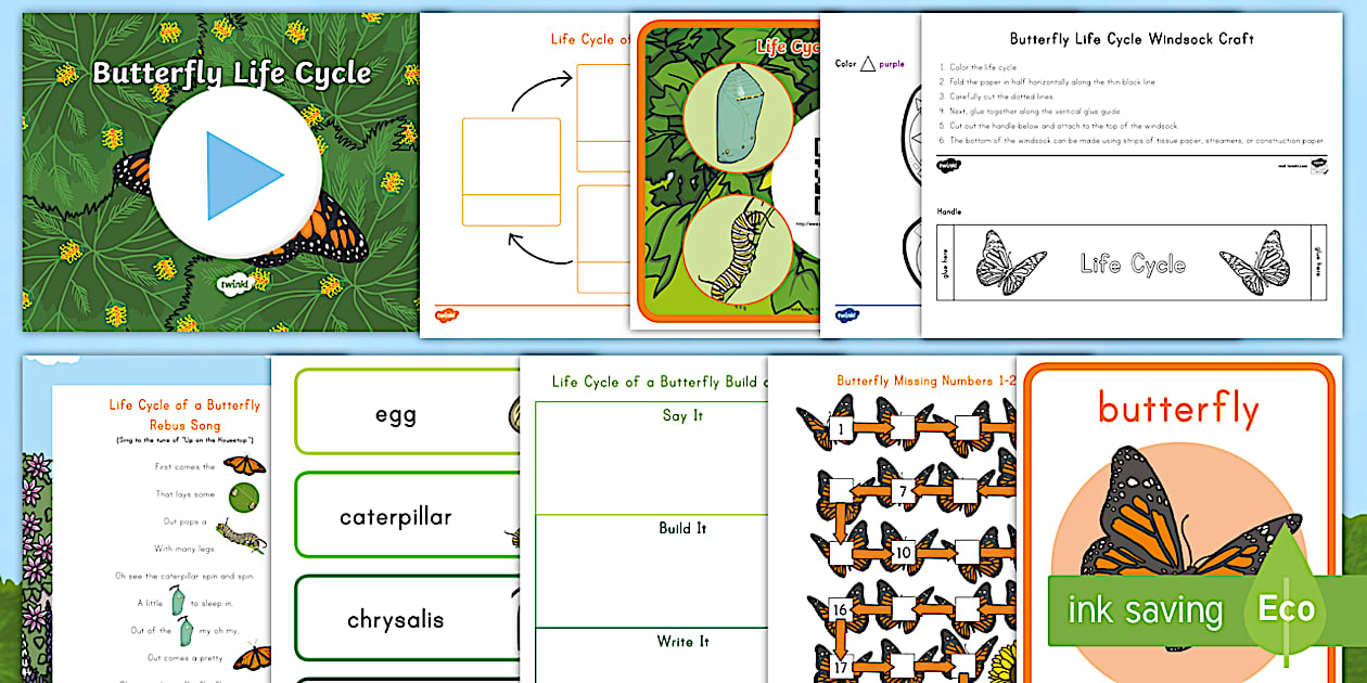 Butterfly Life Cycle Worksheets | Spring | Twinkl USA