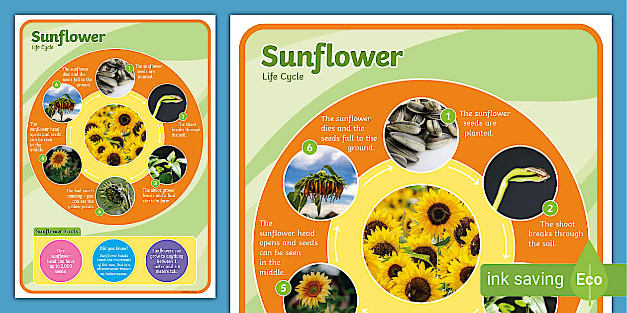 Sunflower Life Cycle Photo Large Display Poster - minibeasts