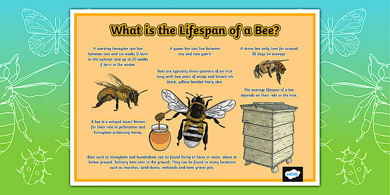 A Bee's Lifespan - Informative Display Poster (Teacher-Made)