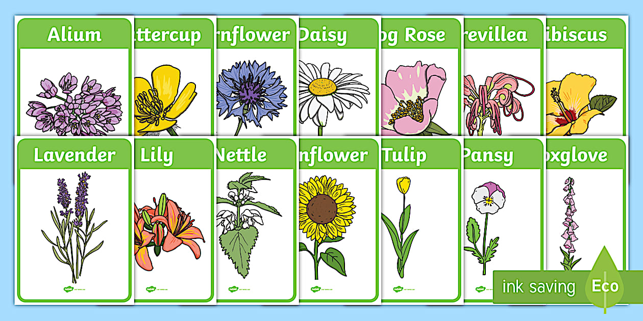 Cursive Flower Identification Display Posters - Twinkl