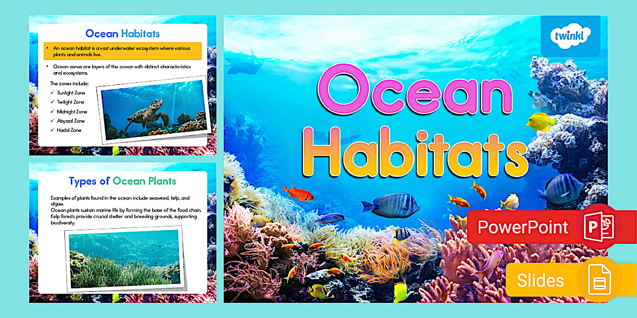 Second Grade Ocean Habitats PowerPoint & Google Slides