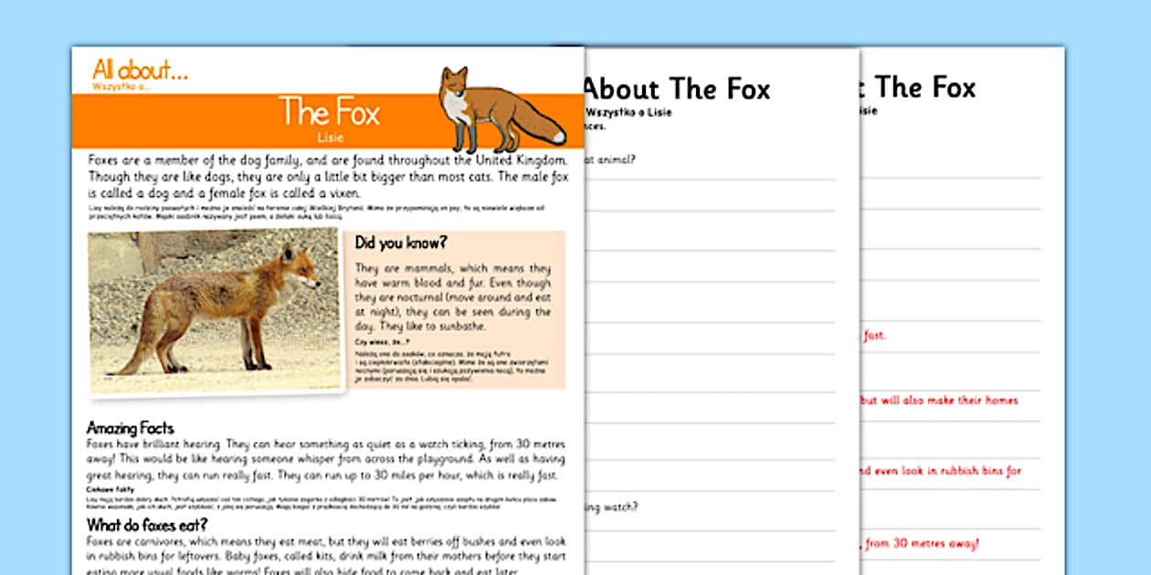 Fox Reading Comprehension Polish Translation - Twinkl