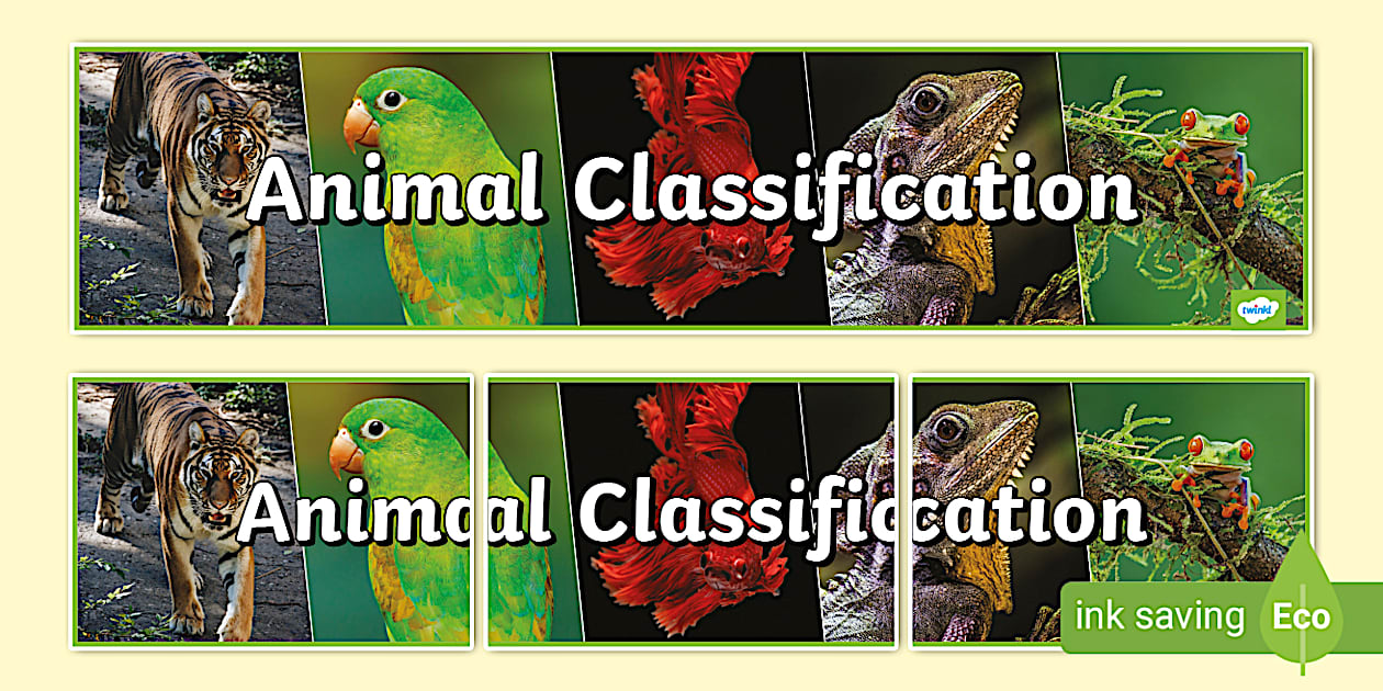 Animal Classification Photo Display Banner (teacher made)