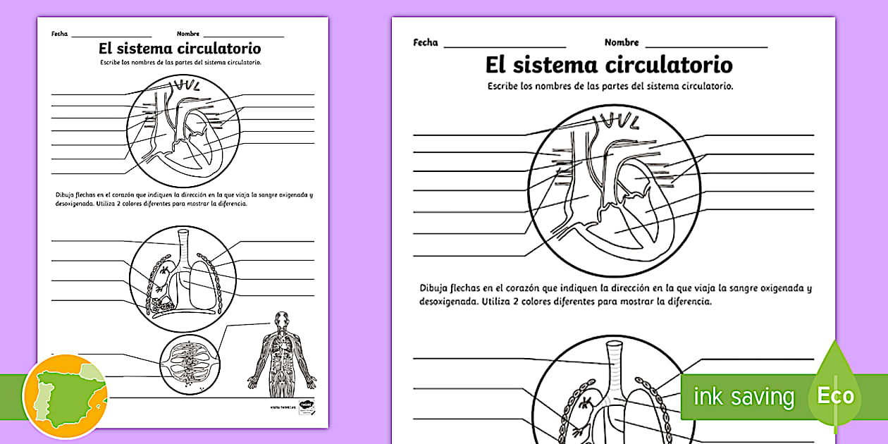 Ficha de actividad: El sistema circulatorio - Twinkl