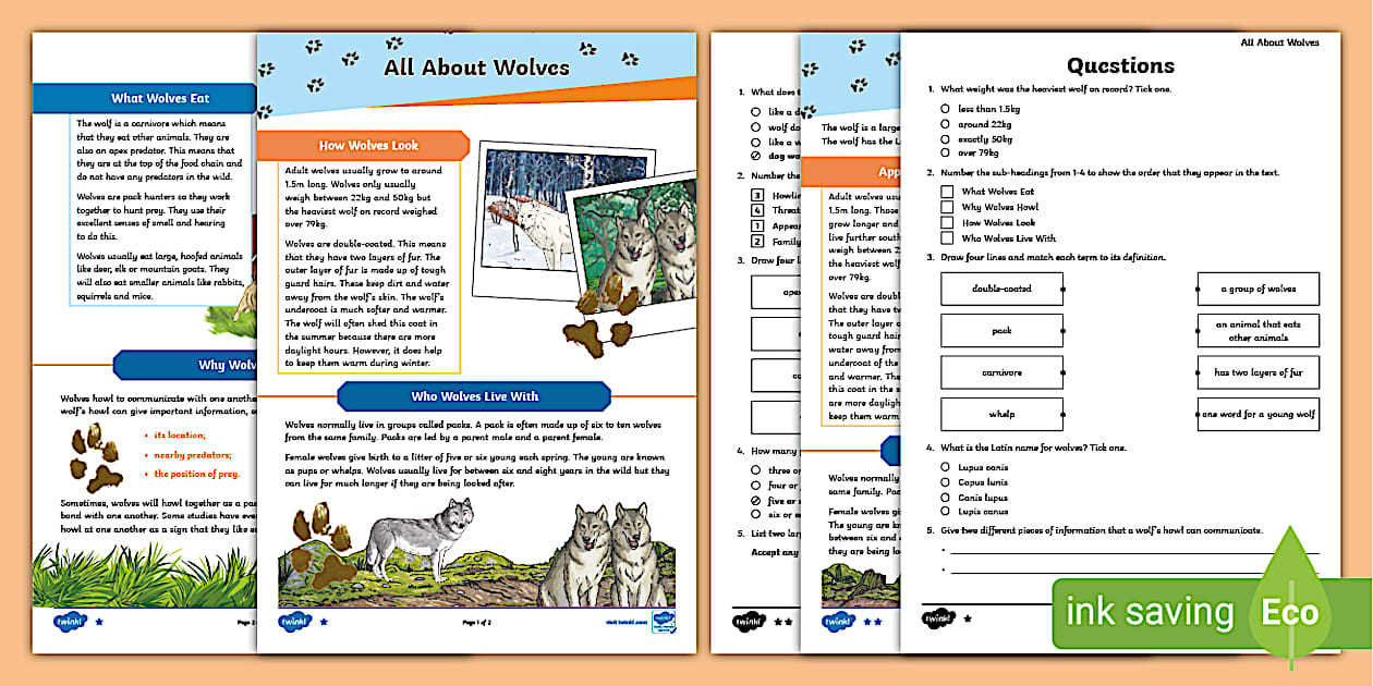 Wolf Report | Differentiated Reading Comprehension | LKS2