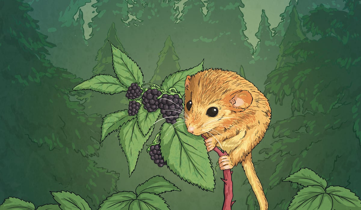 dormouse illustration