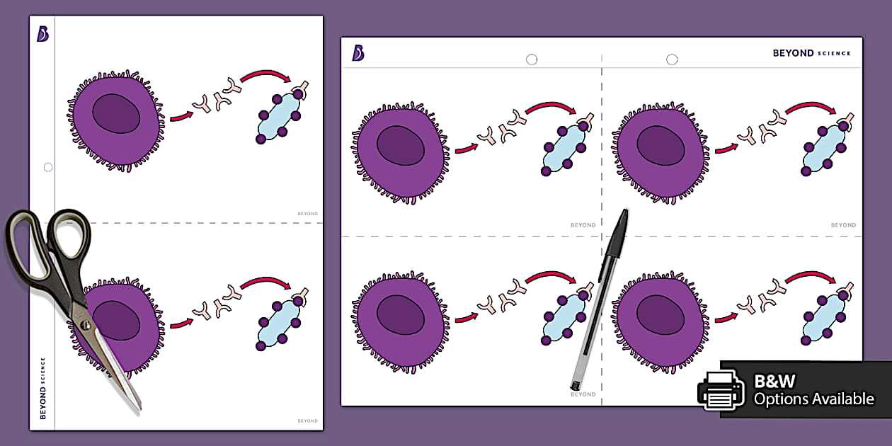Antibody Illustration Sheet (teacher made) - Twinkl