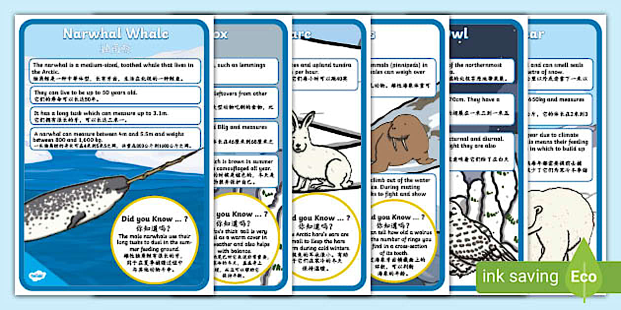 Arctic Animal Display Facts Posters - English/Mandarin Chinese