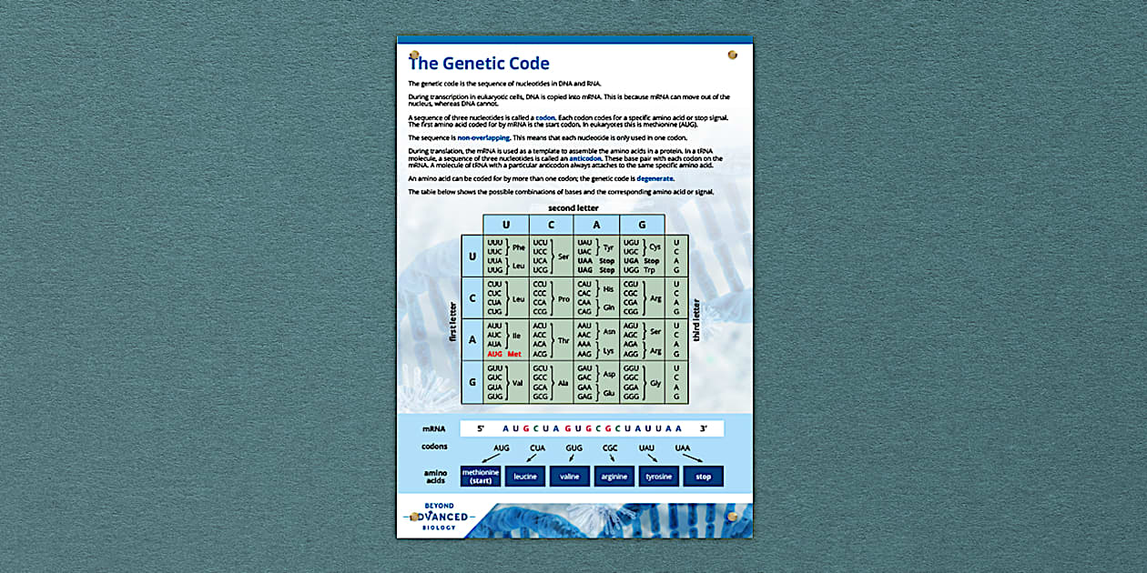 Genetic Code Table | A Level Biology | Beyond: Advanced