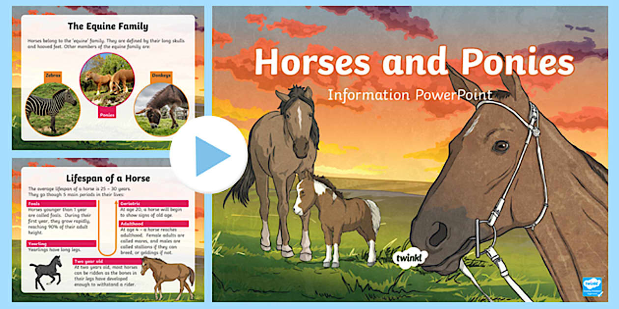 Horse and Pony Information PowerPoint (teacher made)