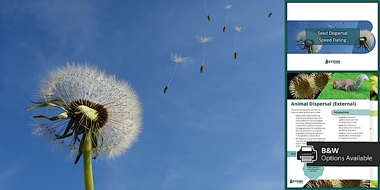 Seed Dispersal Collaborative Learning Activity - Twinkl
