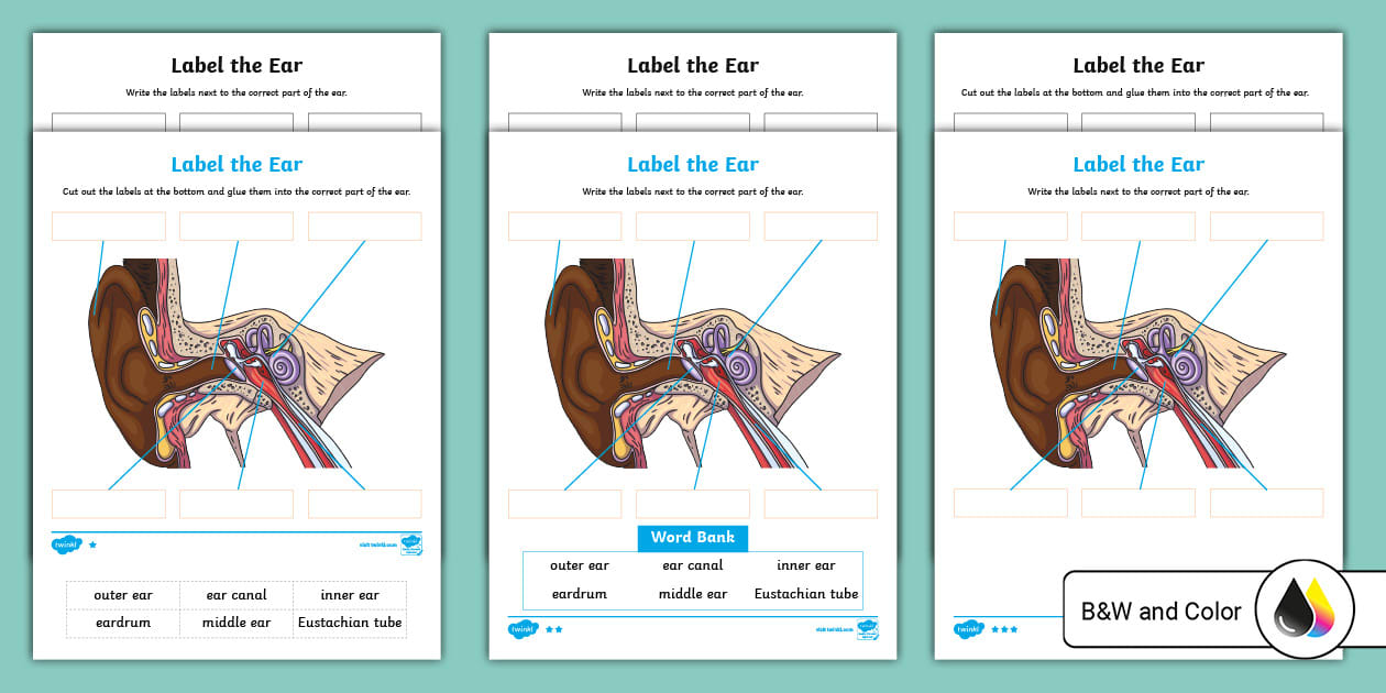 Label the Ear Differentiated Activity Worksheet for 3rd-5th Grade