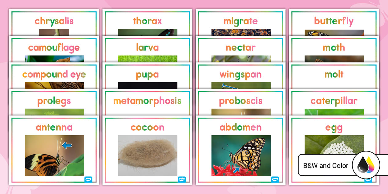 Butterfly Vocabulary Posters for K-2nd Grade - Twinkl
