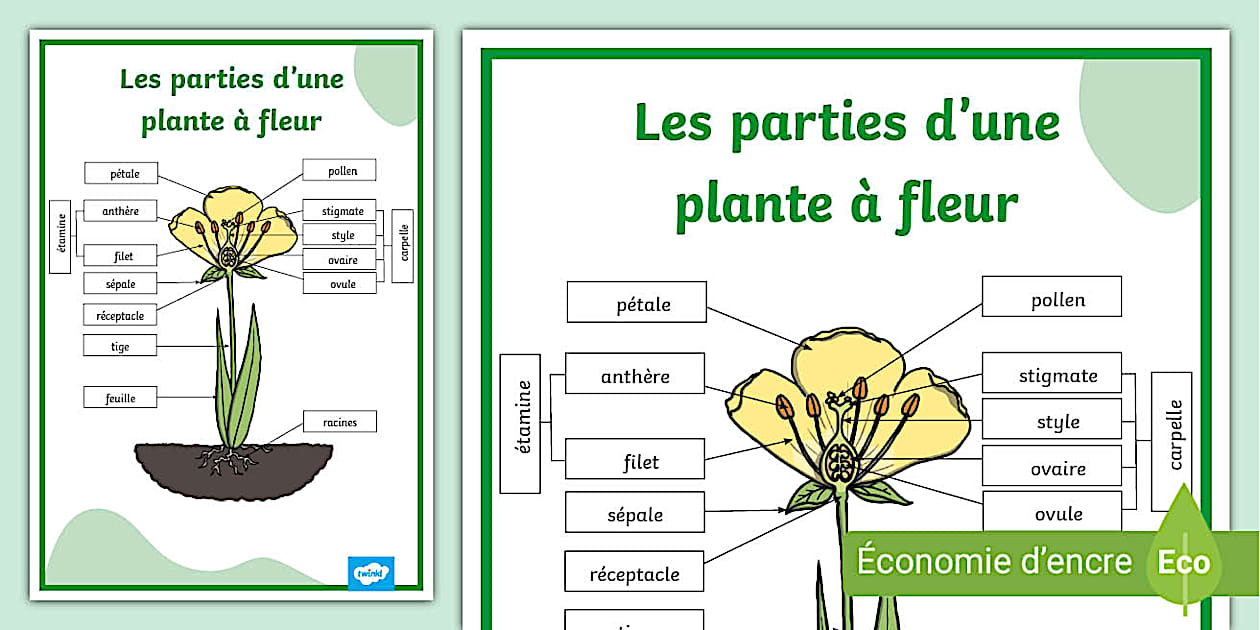 Affiche : les parties d'une plante à fleur (teacher made)