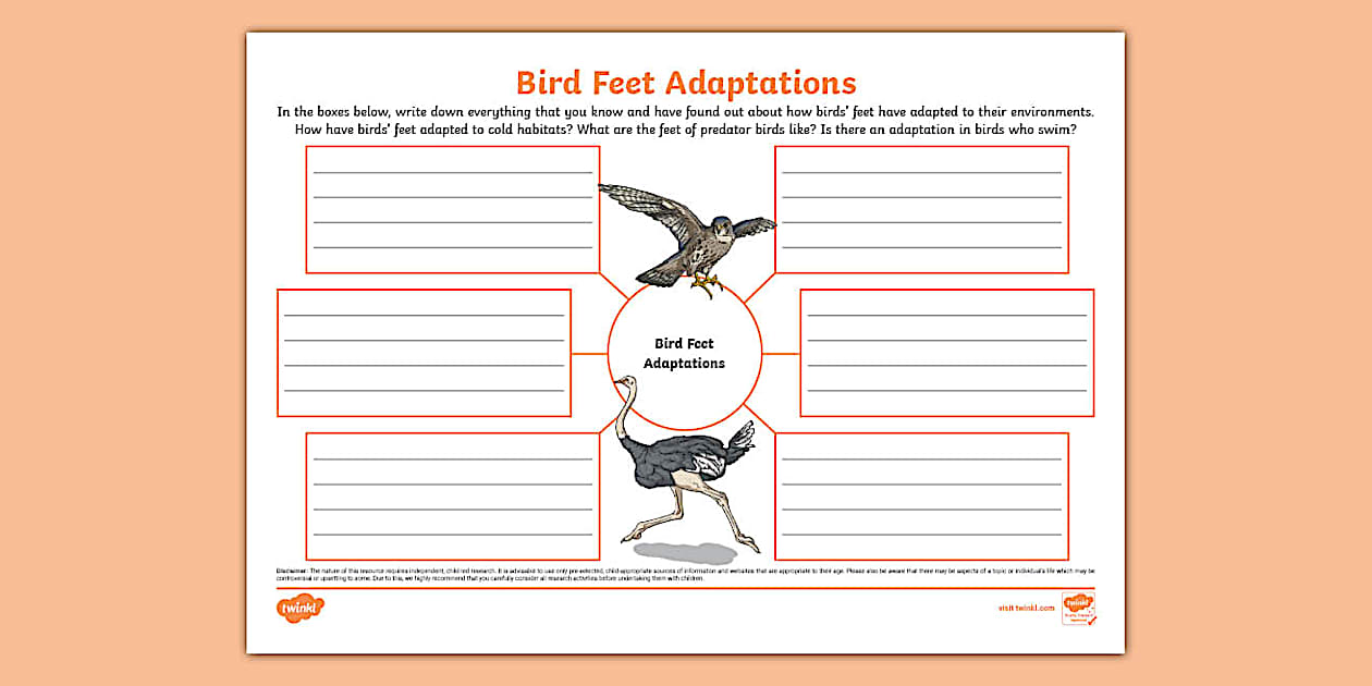Bird Feet Adaptations Mind Map (teacher made) - Twinkl