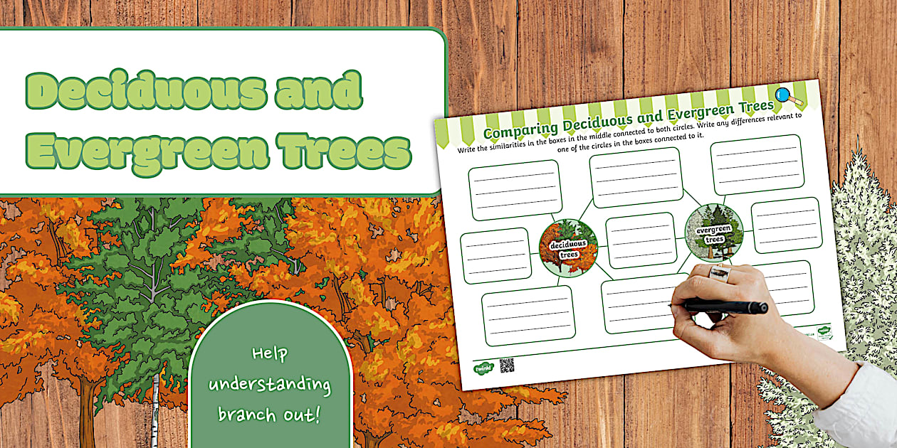 Deciduous and Evergreen Trees Comparison Mind Map