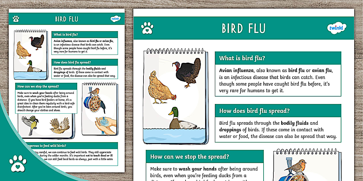 Bird Flu - Fact File - Avian Influenza - Birds - Twinkl Pets