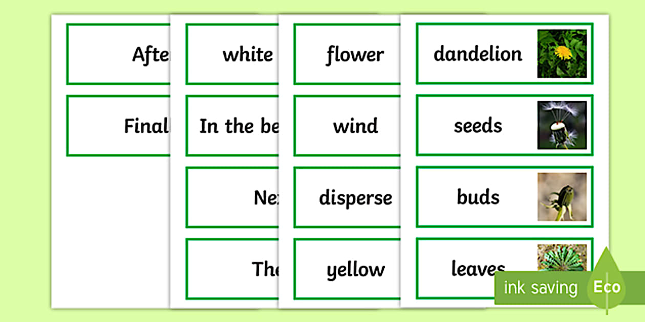 Editable Dandelion Life Cycle Word Cards (teacher made)